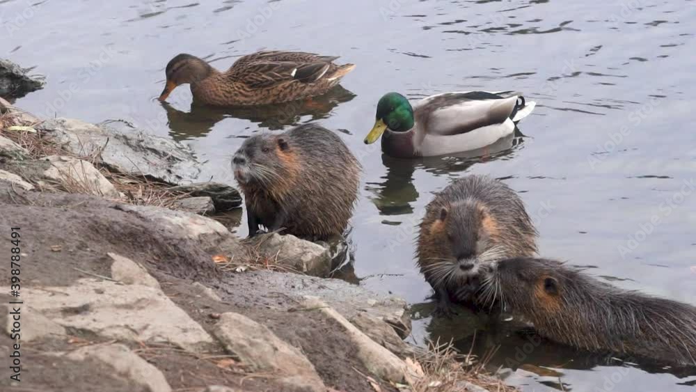 Nutria is cute social animal living on river side. Beautiful animals ...