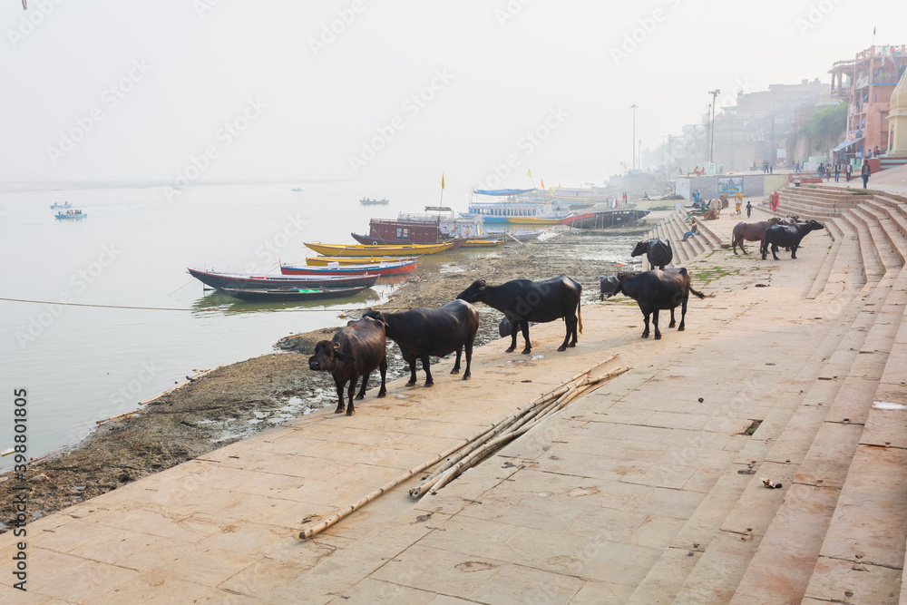 Cows approach the Ganges river in Varanasi, India Stock Photo | Adobe Stock