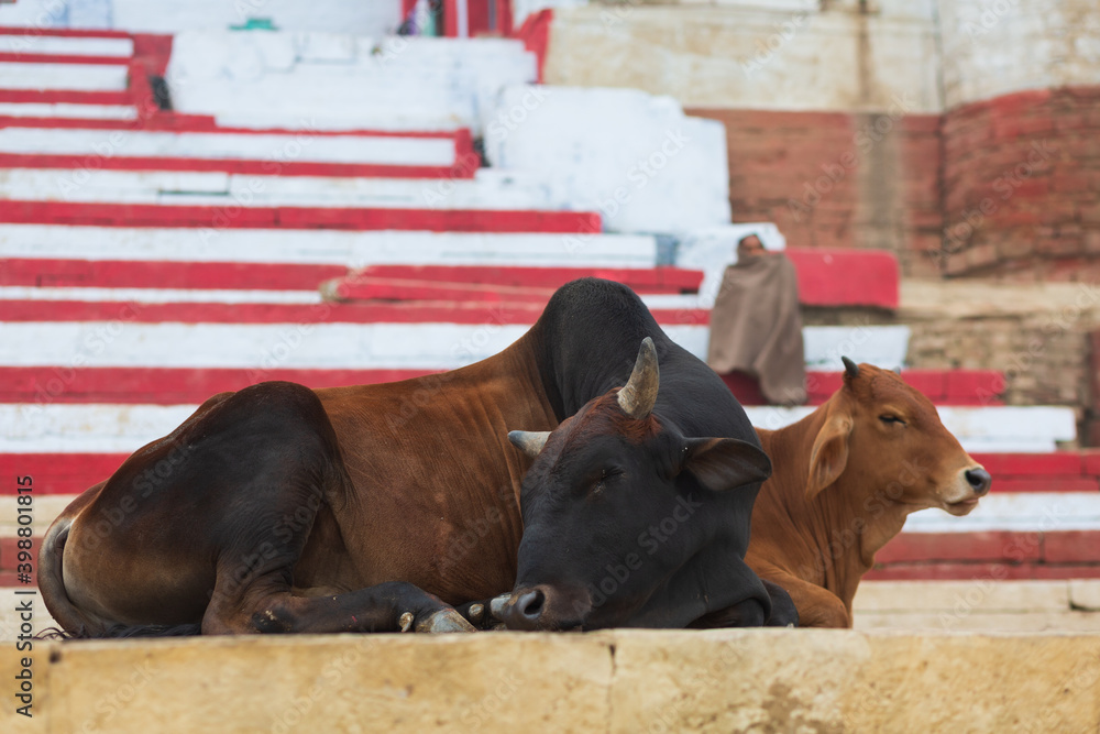 Cows approach the Ganges river in Varanasi, India Stock Photo | Adobe Stock