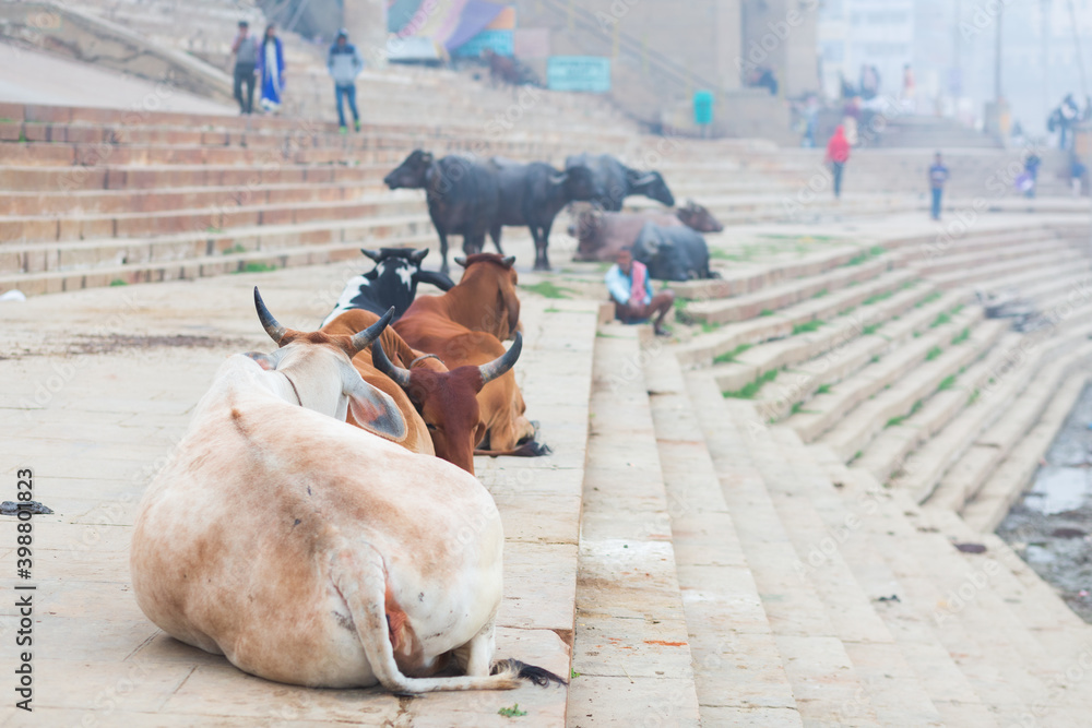 Cows approach the Ganges river in Varanasi, India Stock Photo | Adobe Stock