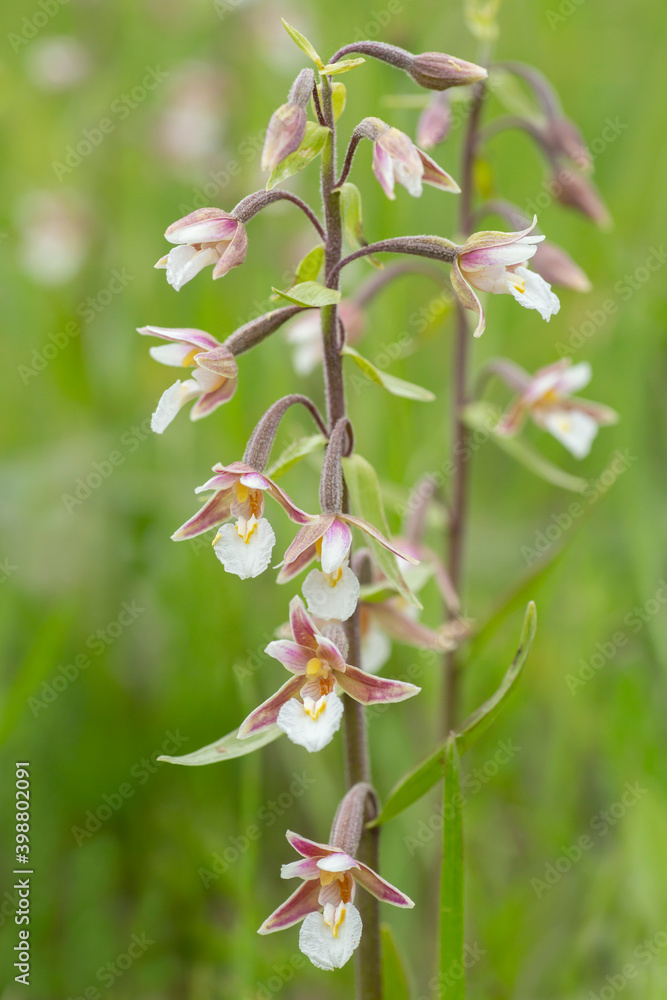Wonderful orchid, marsh helleborine (Epipactis palustris), blooming during summer in Estonian ...