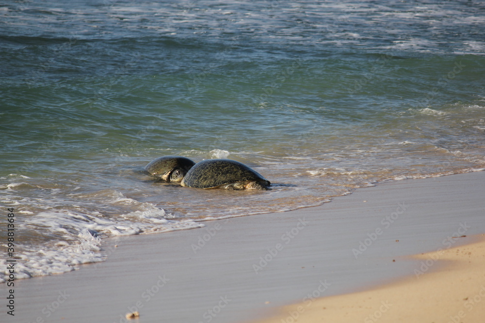Foto de Green Sea Turtles resting on a beach during breeding season in ...