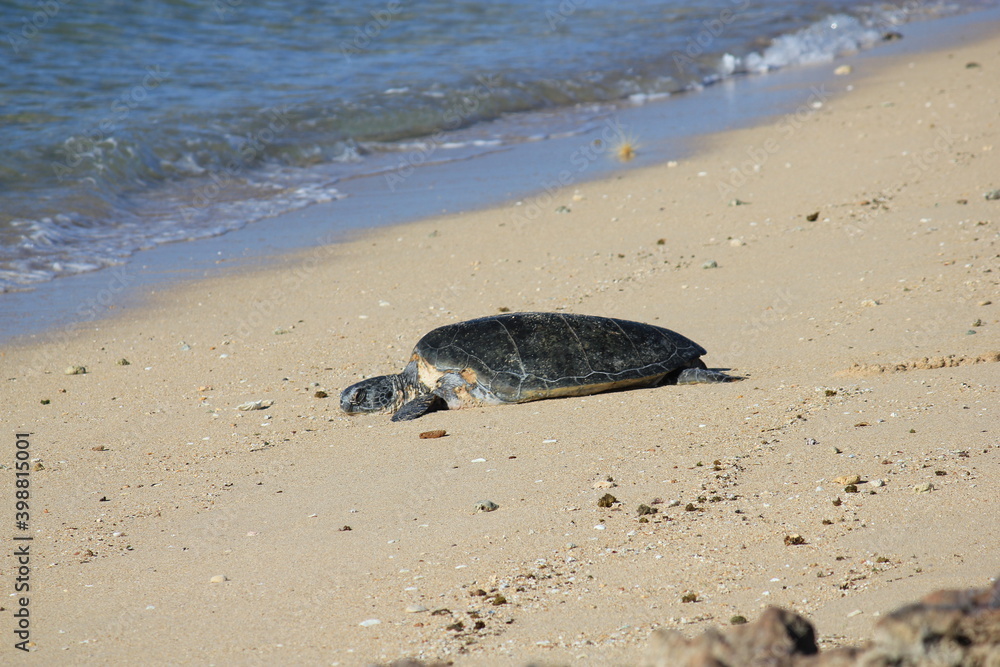 Green Sea Turtles resting on a beach during breeding season in the ...