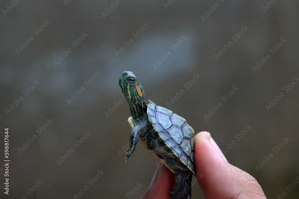 Hand holding a Brazilian turtle against a blurred background. Young ...