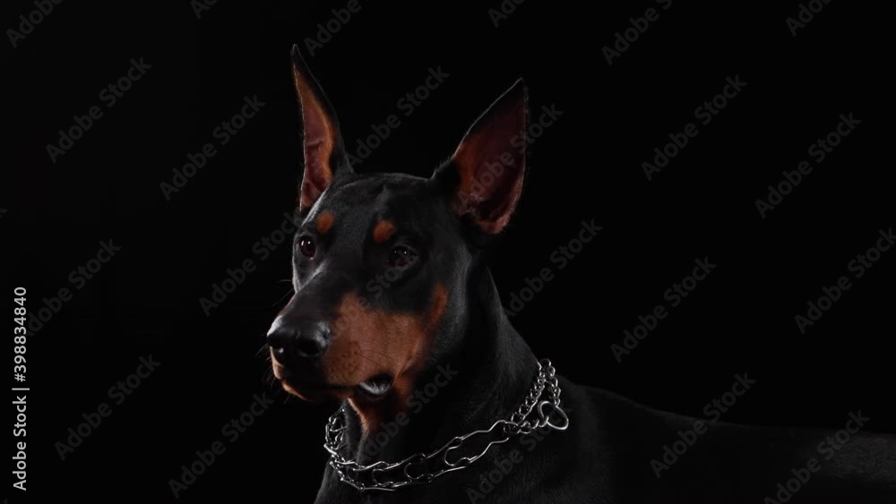Close up of the muzzle of a Doberman Pinscher dog, with protruding ...