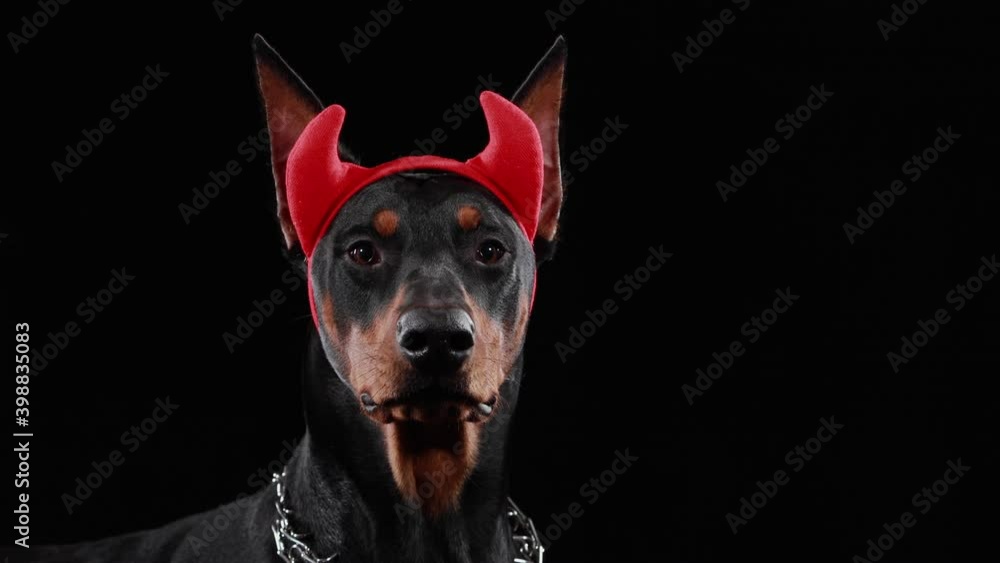 Doberman pinscher dog on a black background in red devil horns on his ...