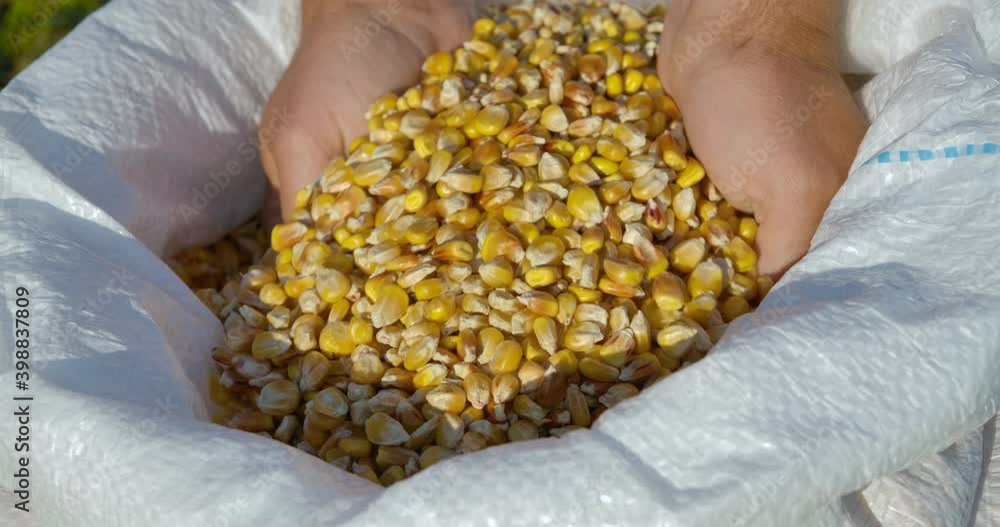 Corn Seed in Farmer Hands, Agriculture. Slow motion Farmer Hands ...