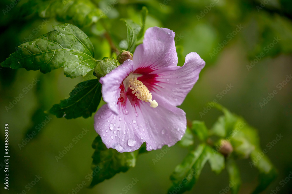 Hibiscus syriacus purple flower (Korean rose, Syrian ketmia, shrub ...