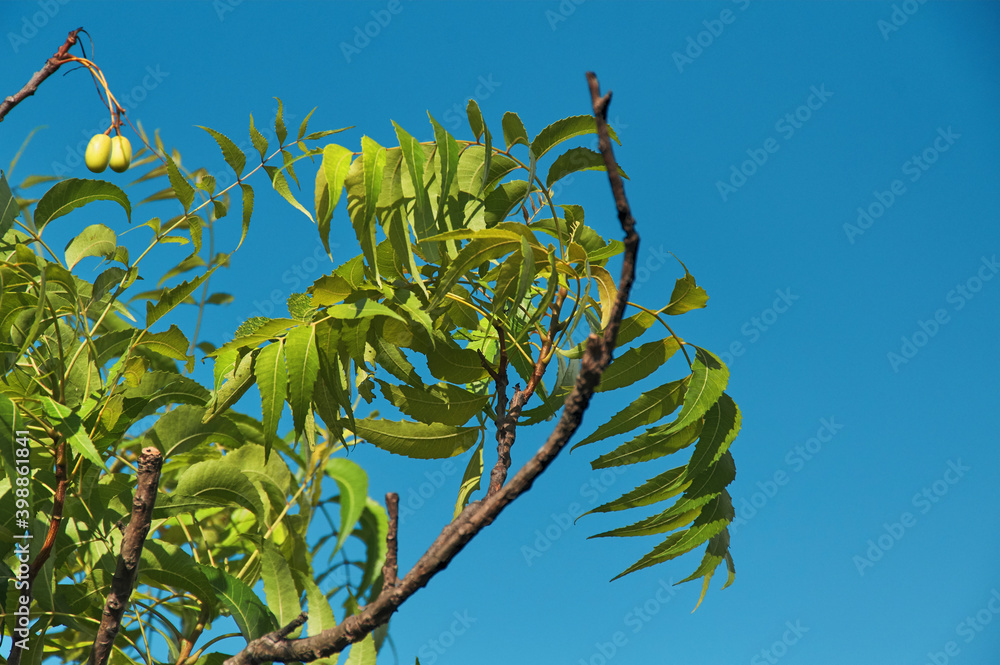 Neem, Nimtree or Indian Lilac (azadirachta indica) tree, closeup of ...