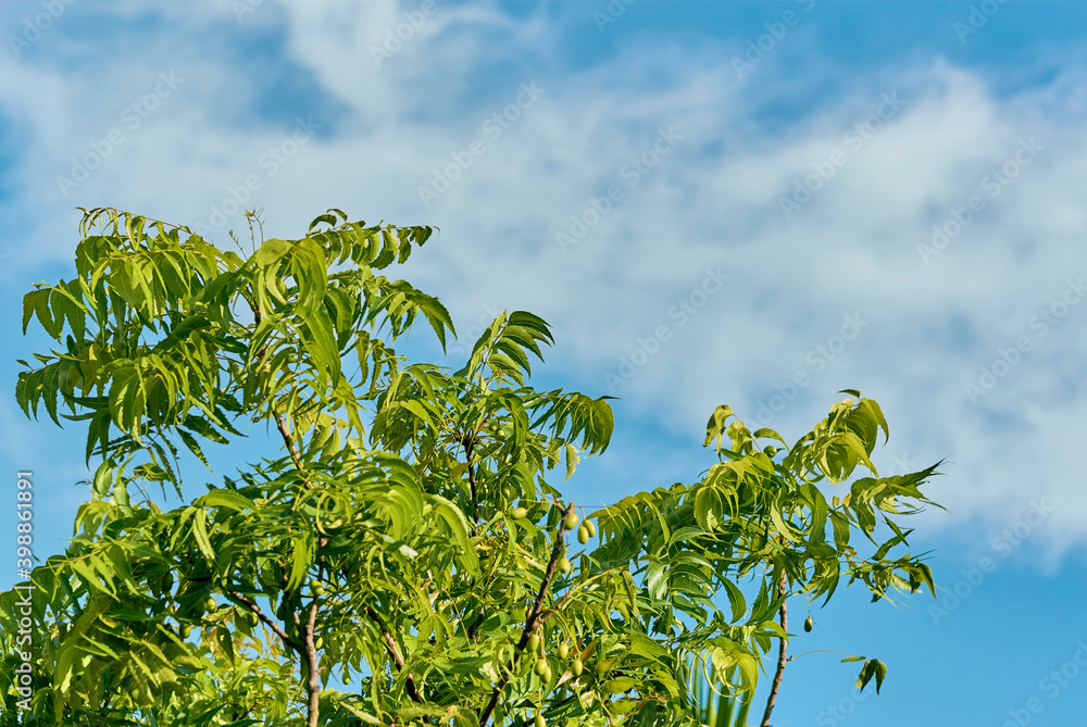 Neem, Nimtree or Indian Lilac (azadirachta indica) tree, closeup of ...