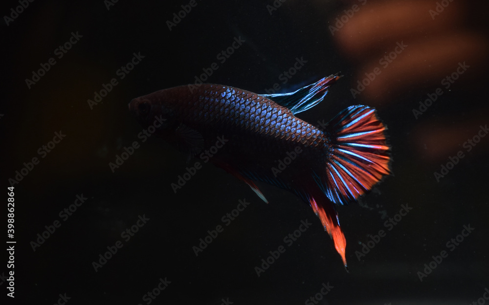 The beautiful colors of "betta fish plaque" capture the beautiful ...