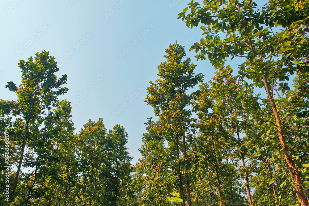 Shorea robusta, the sal/shaal tree forest in Joypur forest, near ...