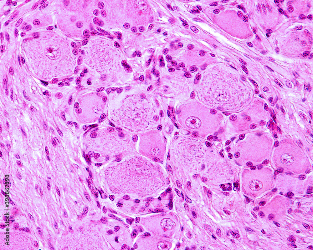 Poster Pseudounipolar neurons. Dorsal root ganglion – Wall Art | UkPosters