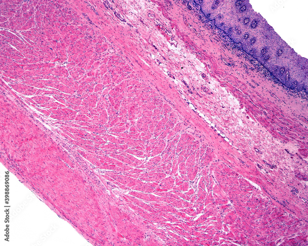 Layers of the esophagus Stock Photo | Adobe Stock