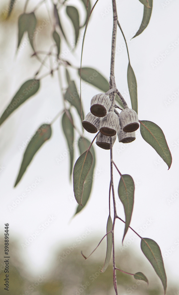 Large white gumnuts and grey green leaves of the Australian native ...