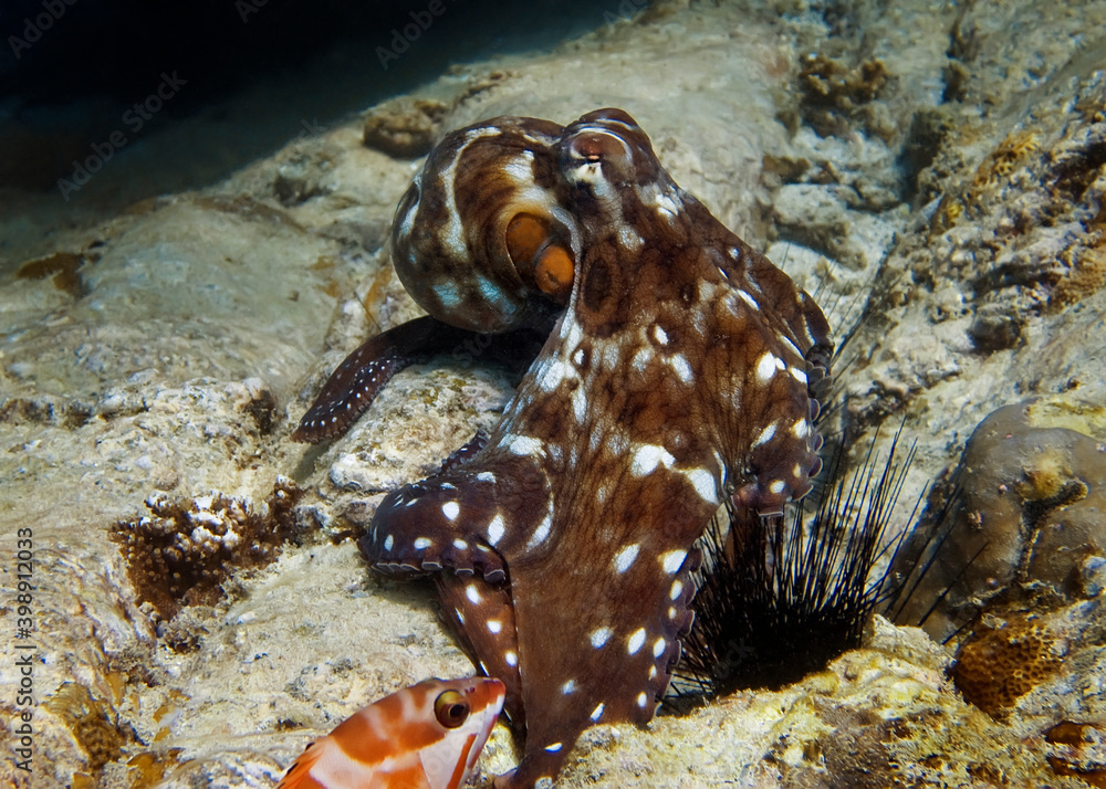 The octopus changed its color to brown with white spots. Stock Photo ...