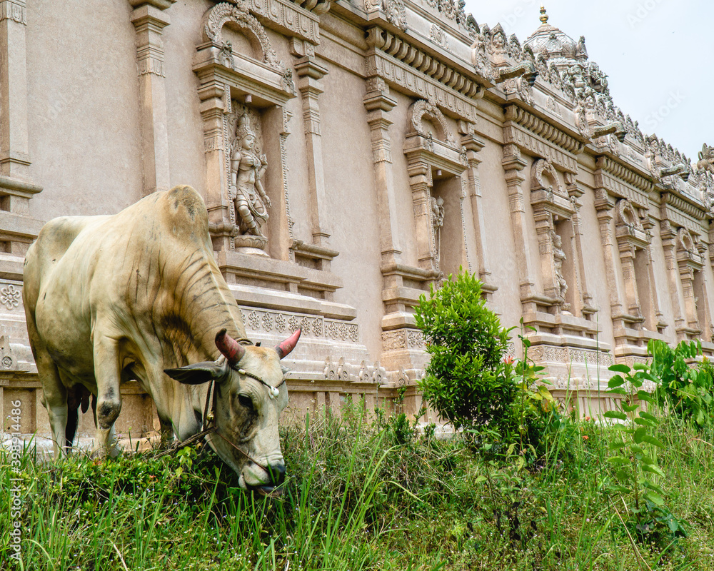 Foto de Sacre cow in front of the Sri Shakti Devasthanam Temple in Kuala Selangor, Malaysia. It ...