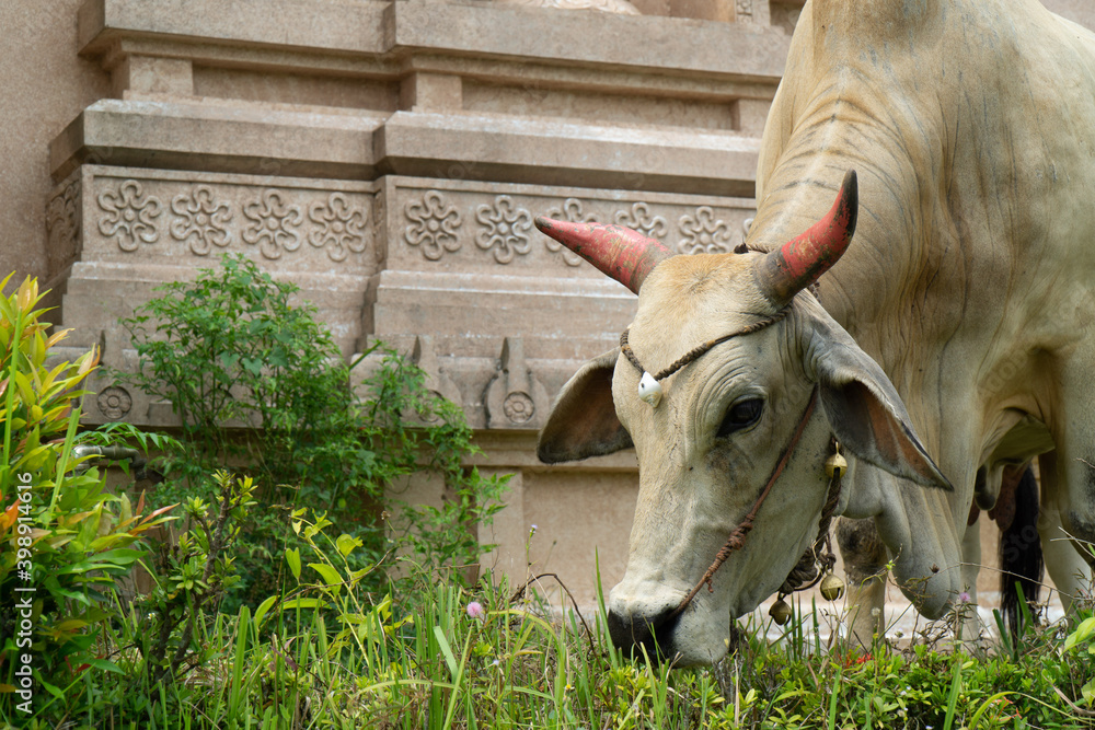 Foto de Sacre cow in front of the Sri Shakti Devasthanam Temple in ...