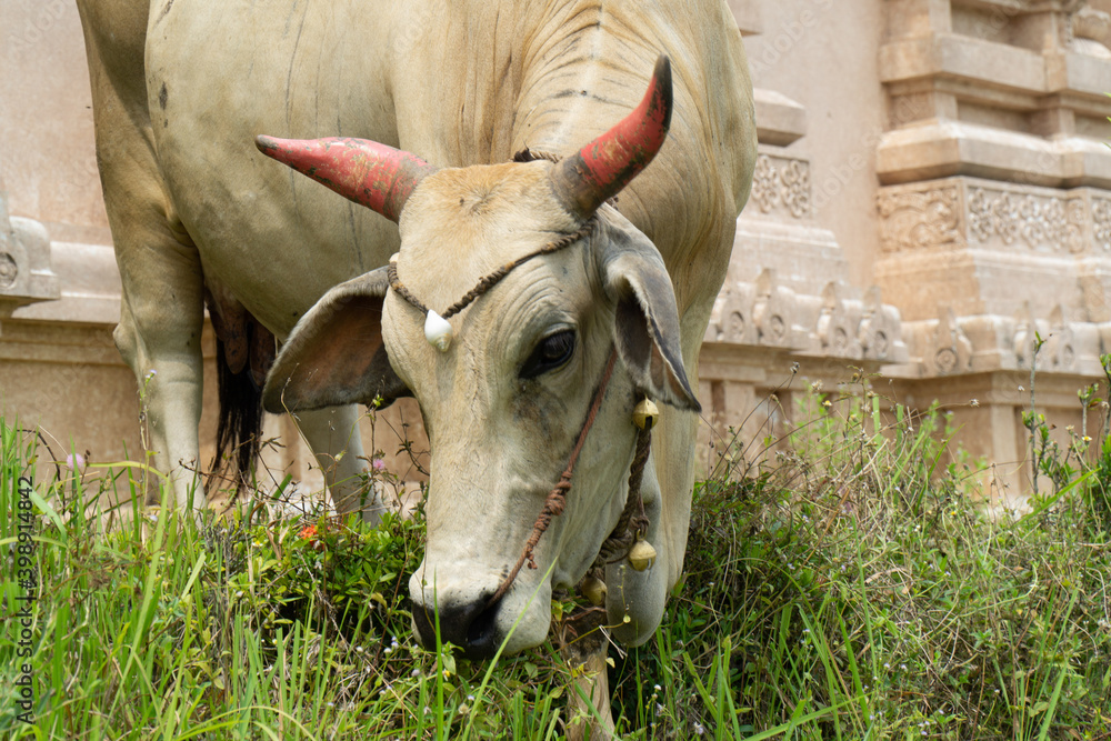 Sacre cow in front of the Sri Shakti Devasthanam Temple in Kuala Selangor, Malaysia. It is one ...