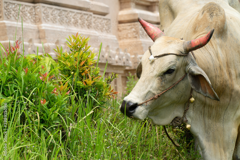Sacre cow in front of the Sri Shakti Devasthanam Temple in Kuala ...