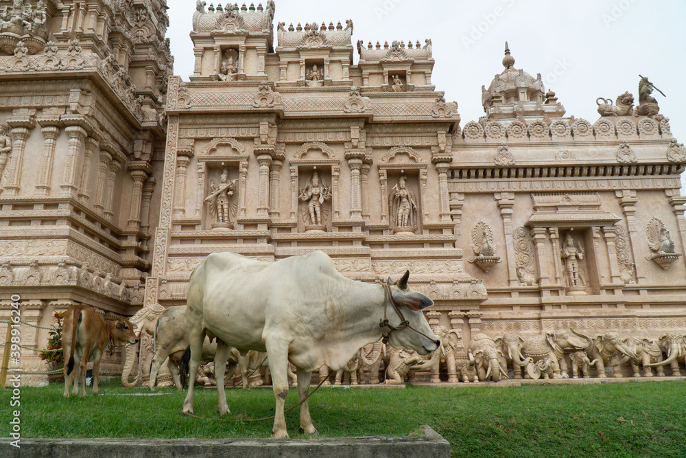 Sacre cow in front of the Sri Shakti Devasthanam Temple in Kuala Selangor, Malaysia. It is one ...