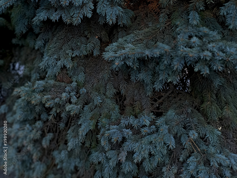 Branches of European blue spruce tree fir-needle. Captured outdoors in ...