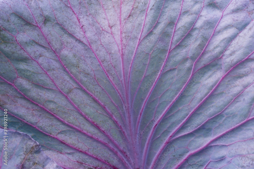Full frame leaf of red cabbage background - macro. Texture of purple ...