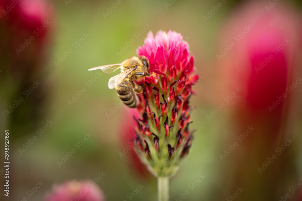 Trifolium incarnatum, known as crimson clover or Italian clover, is a ...