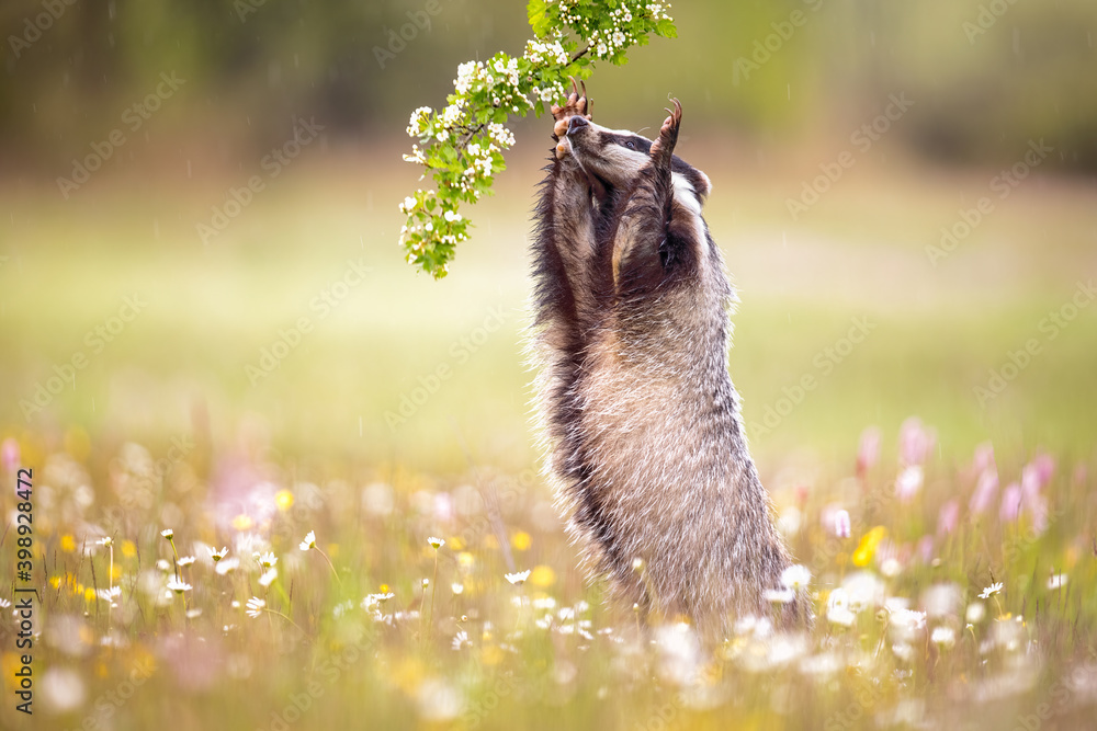 Animal on a meadow. The European badger (Meles meles), also known as ...