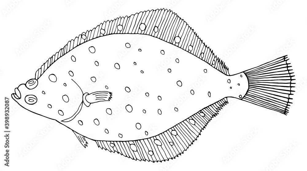 Flounder fish hand drawn. Black and white. Beautiful flatfish drawing ...