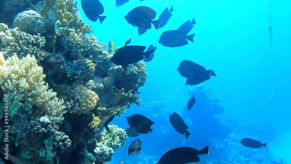 Coral fish close-up in underwater marine life of sea. Reef Coral Garden ...