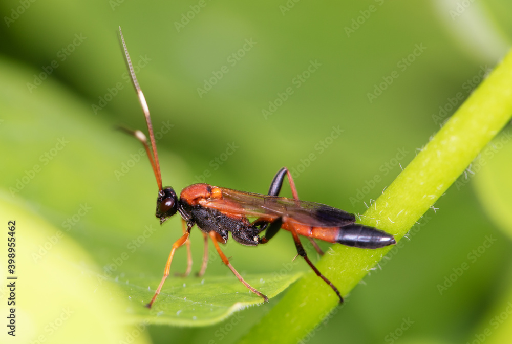 Macro view insect. parasitic wasp red banded sand wasp, is species of ...