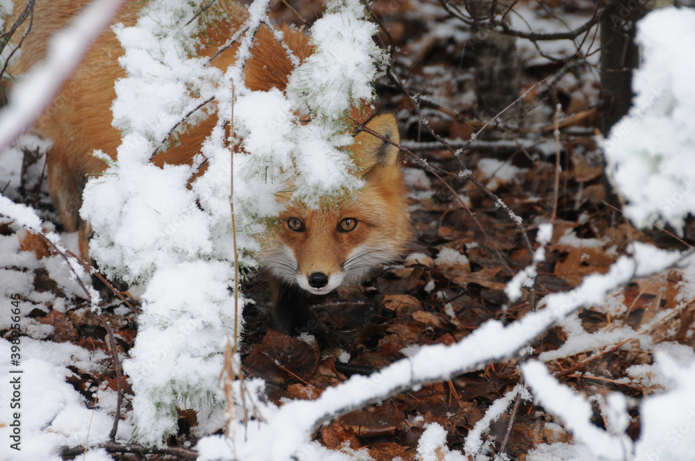Red Fox stock photos. Fox Image. Picture. Portrait. Red fox head shot ...