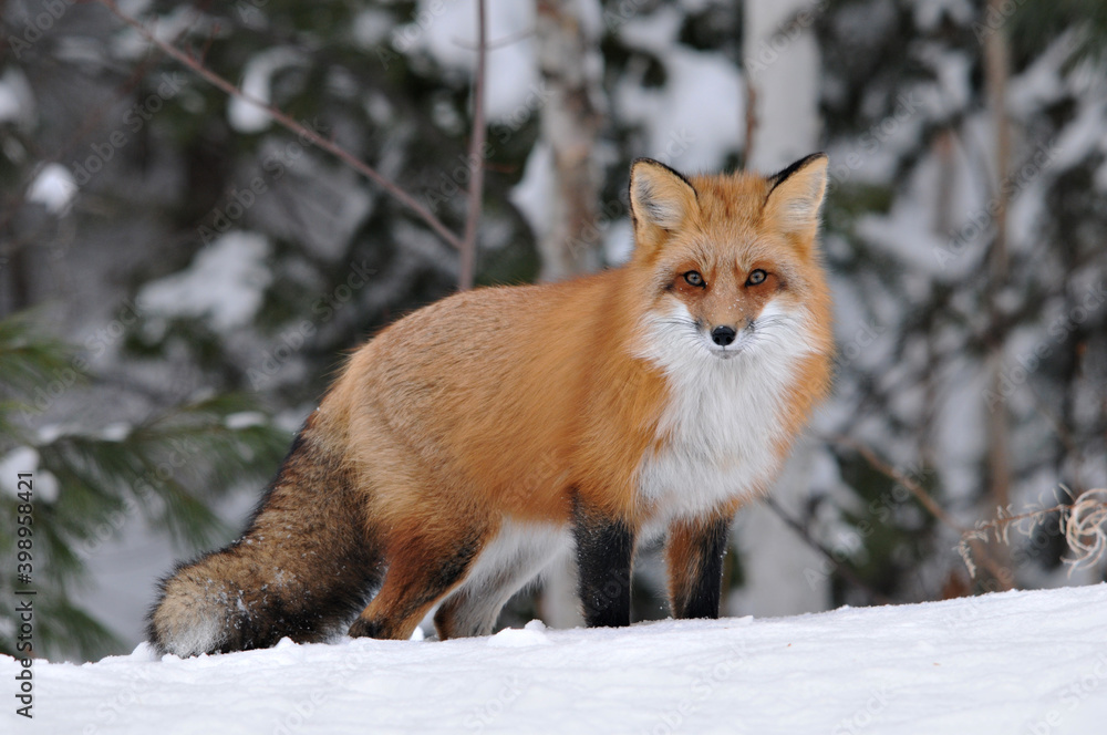 Red Fox stock photos. Red fox looking at camera in the winter season in ...