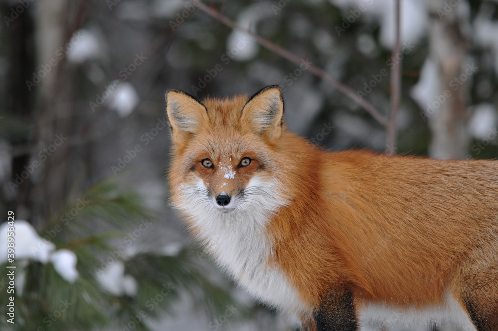 Red Fox Profile