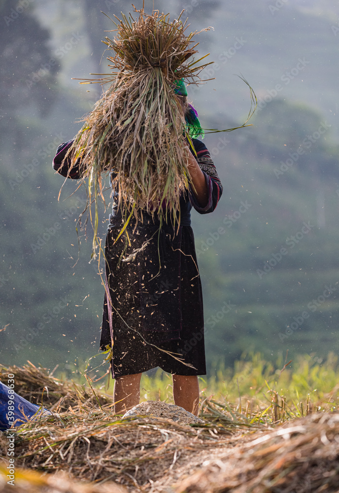 traditional manual rice threshing on the rice fields of Vietnam Stock ...