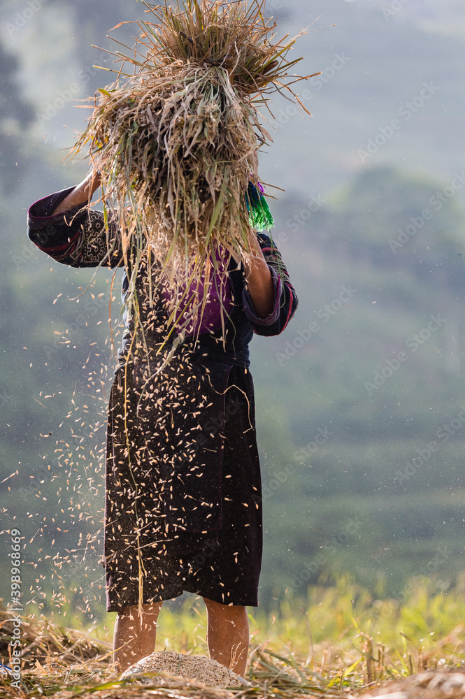 traditional manual rice threshing on the rice fields of Vietnam Stock ...