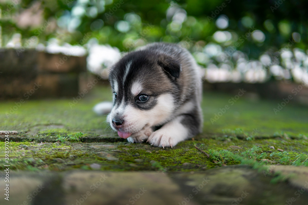 Cachorro lobo siberiano tierno Stock Photo | Adobe Stock