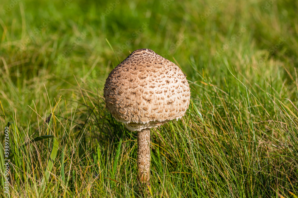 Grzyb czubajka kania Macrolepiota procera rośnie na łące, popularny ...