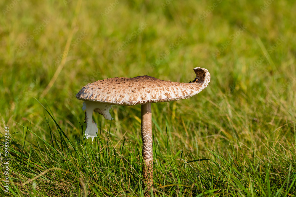 Grzyb czubajka kania Macrolepiota procera rośnie na łące, popularny ...