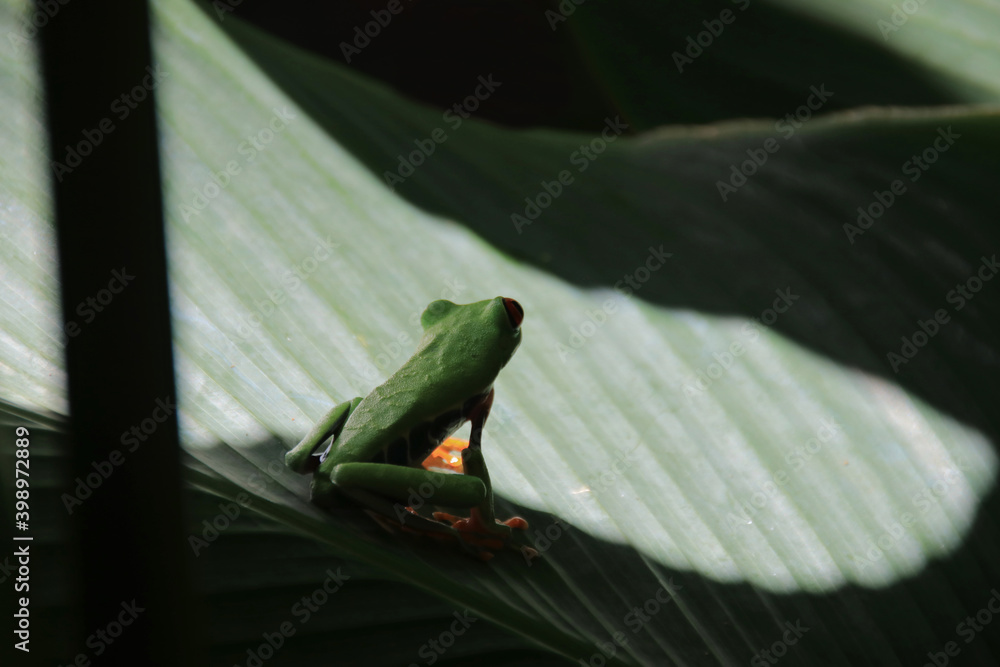 Red-eyed tree frog sitting in the shadow on a leaf in the rainforest of ...