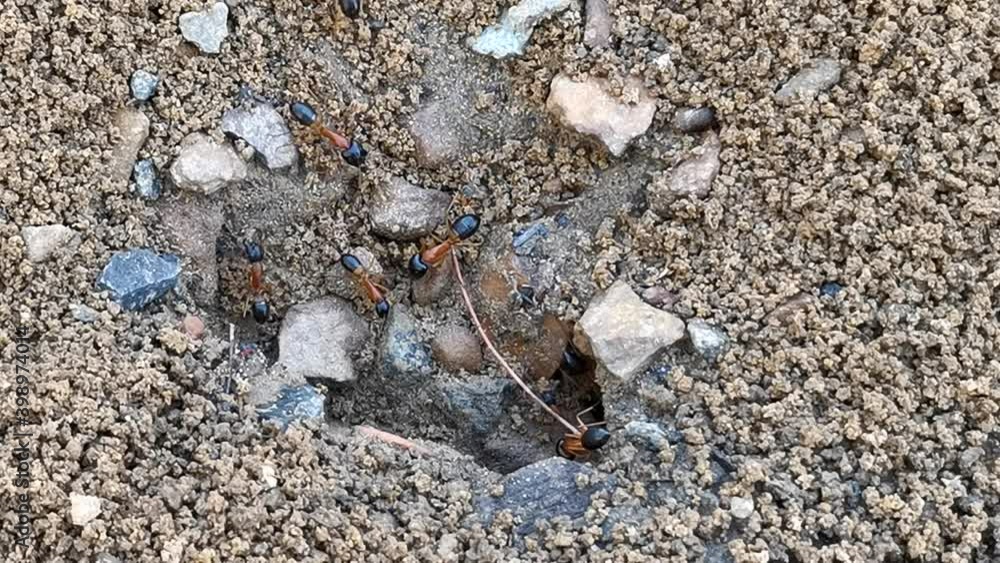 Giant ant clearing the mud in their ground nest after a night of rain ...