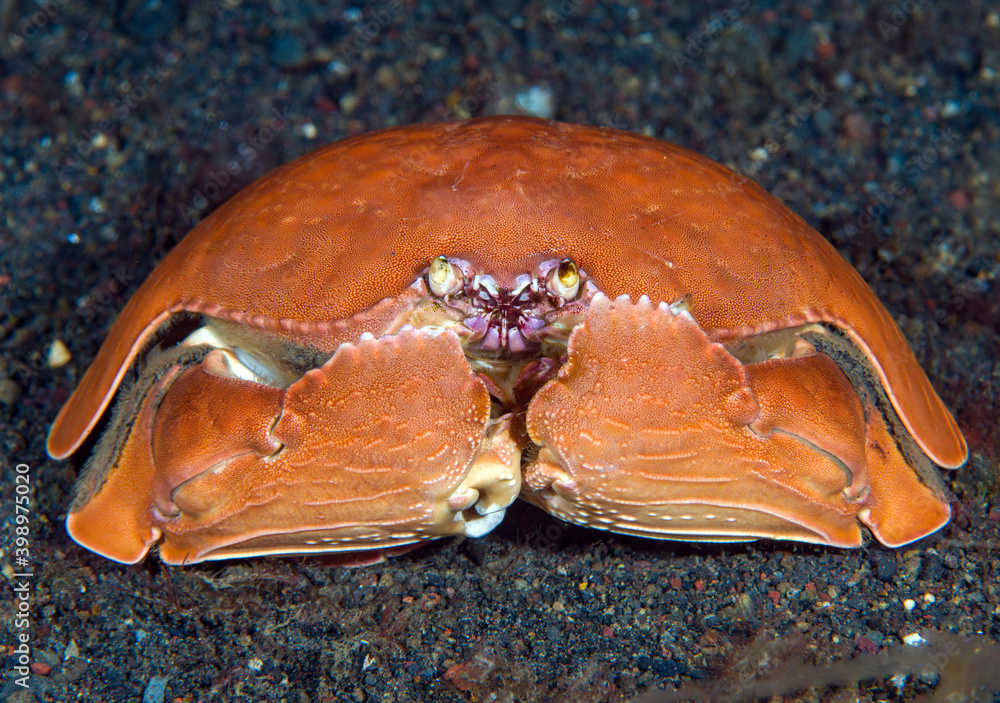 Shame-Faced Crab - Calappa calappa in the night. Macro underwater world ...
