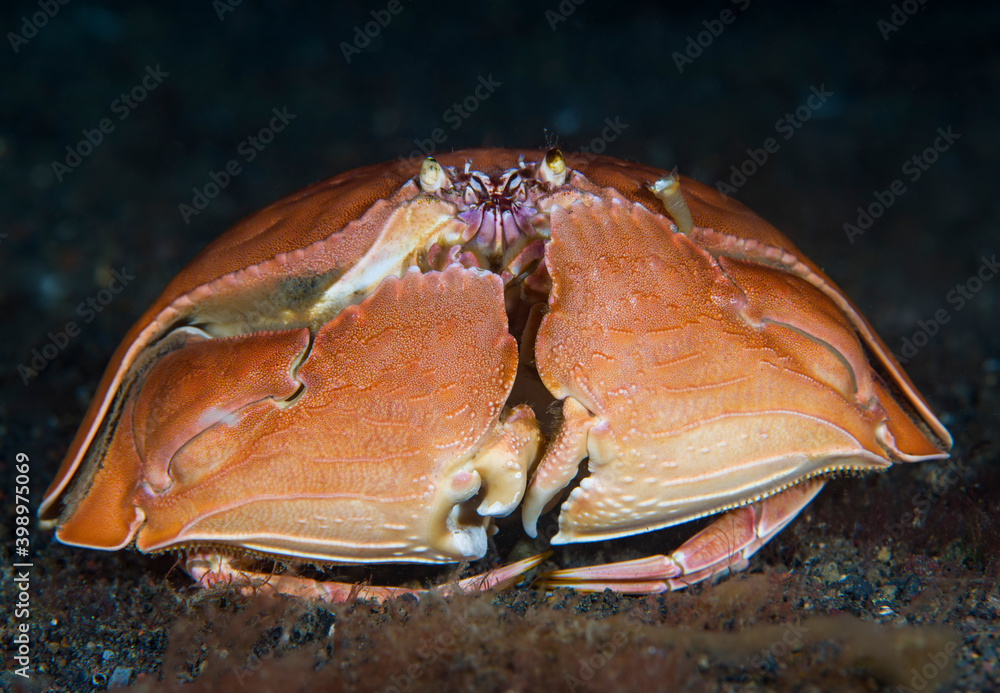 Shame-Faced Crab - Calappa calappa in the night. Macro underwater world ...