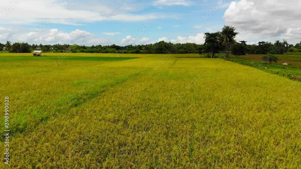 An aerial footage showing rice crop at their last stages of growth ...