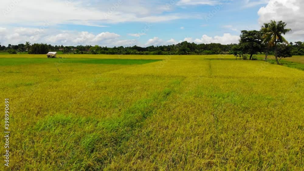 An aerial footage showing rice crop at their last stages of growth ...