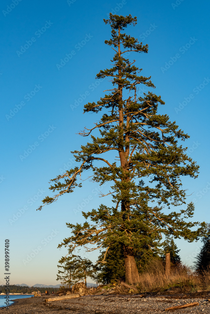 Evergreen tree on the beach at Birch Bay State Park, Washington State ...