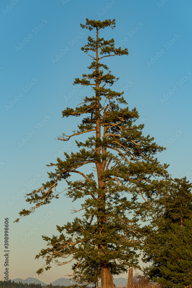Evergreen tree on the beach at Birch Bay State Park, Washington State ...