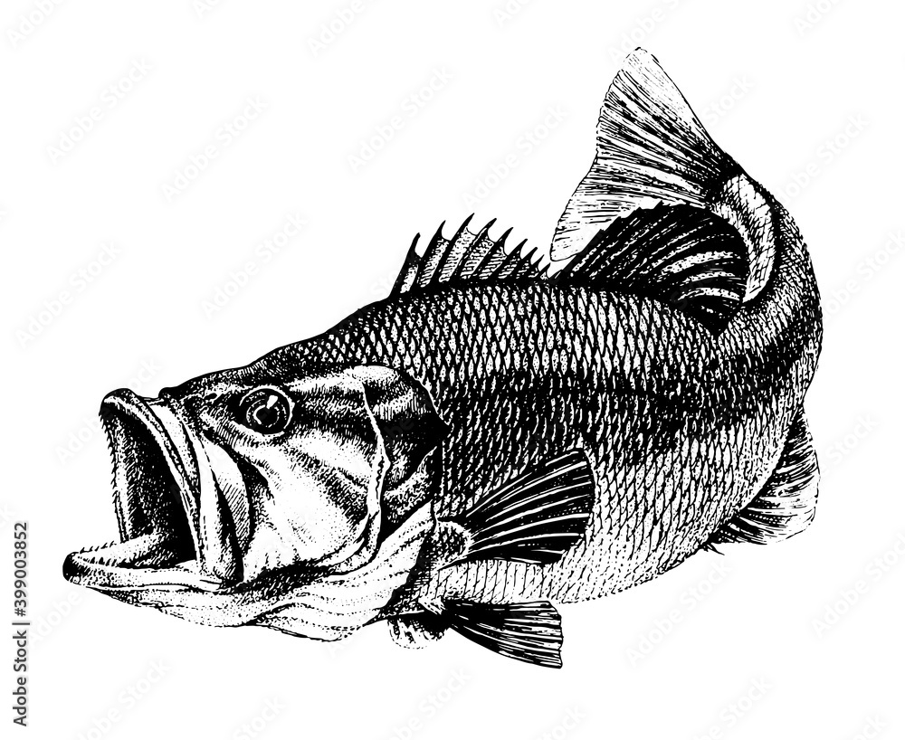Largemouth Bass Clip Art