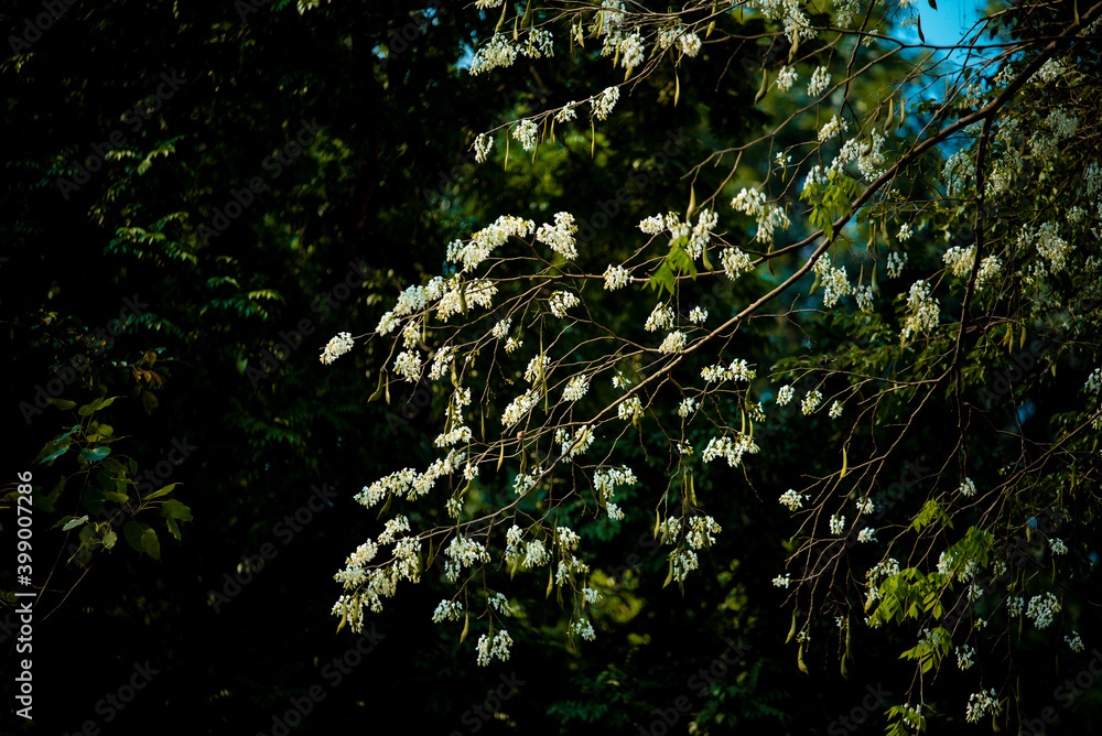 Sua flower (Scientific name: Dalbergia tonkinensis Prain) on the street ...